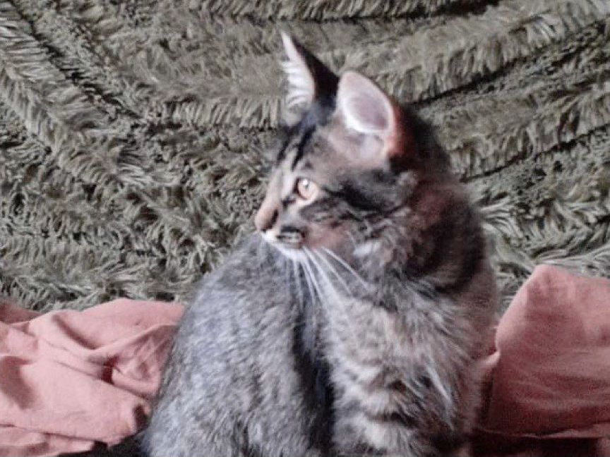 Котёнок ласковый, трогательный полосатик 3 мес