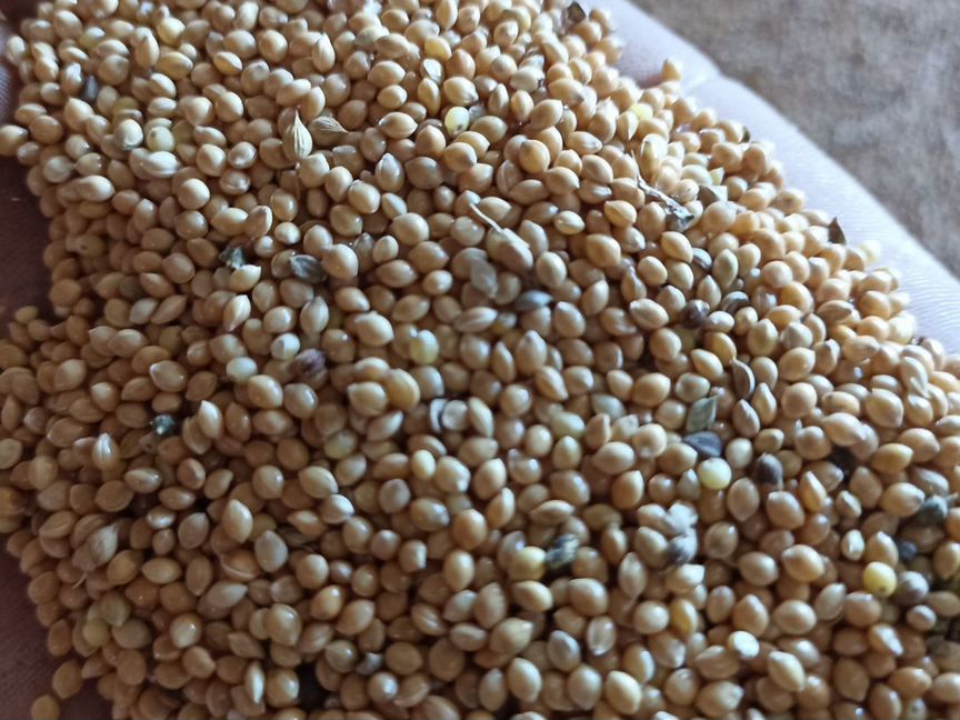 Продам просо