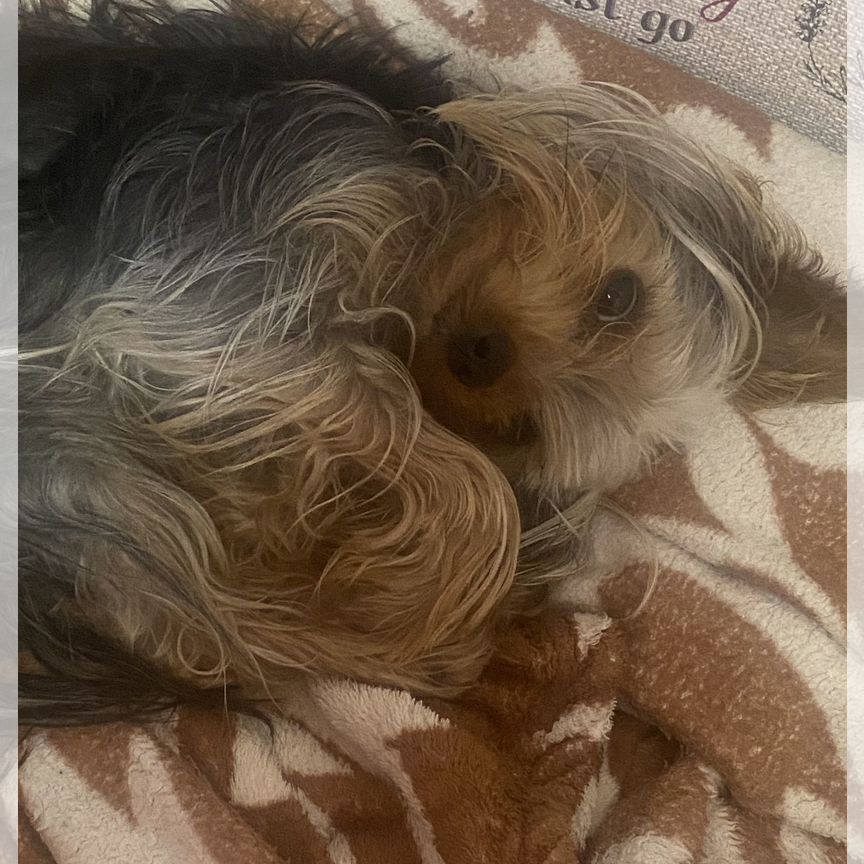 Йоркширский терьер, взрослый пёс