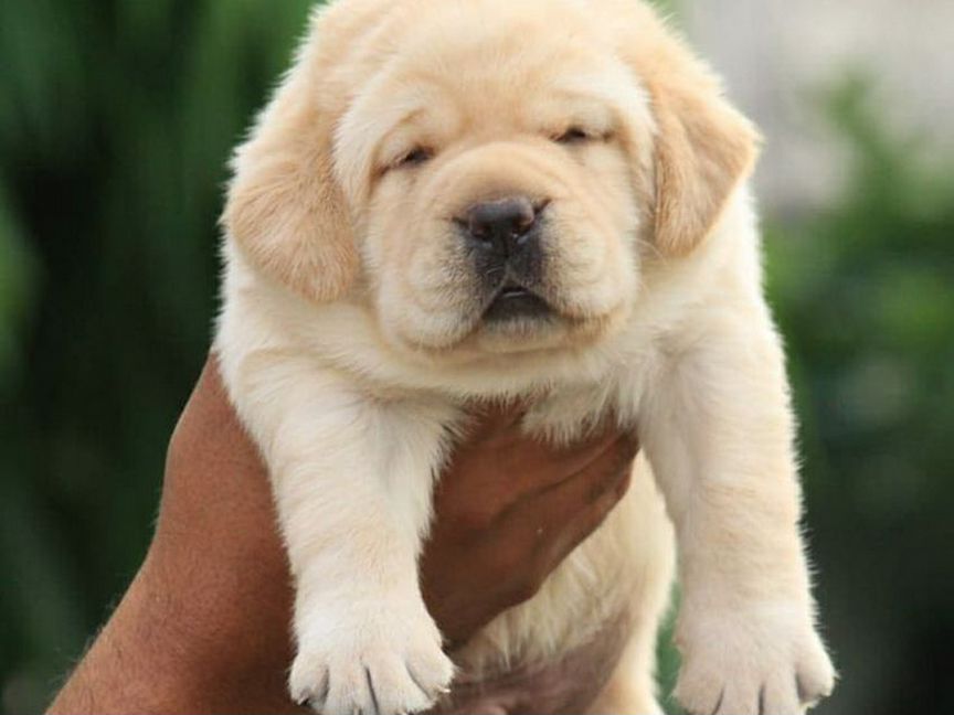 Щенки лабрадора