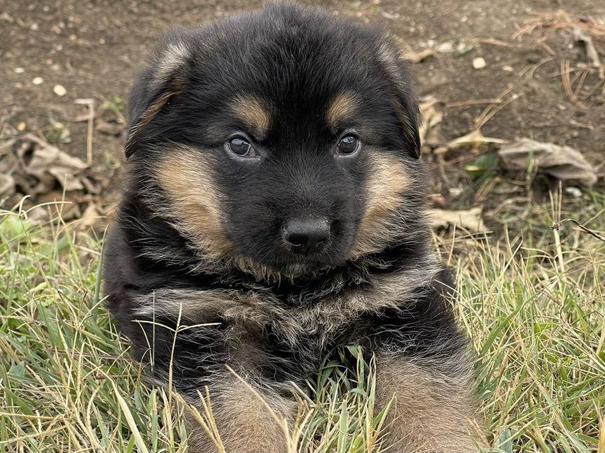 Продается щенок немецкой овчарки
