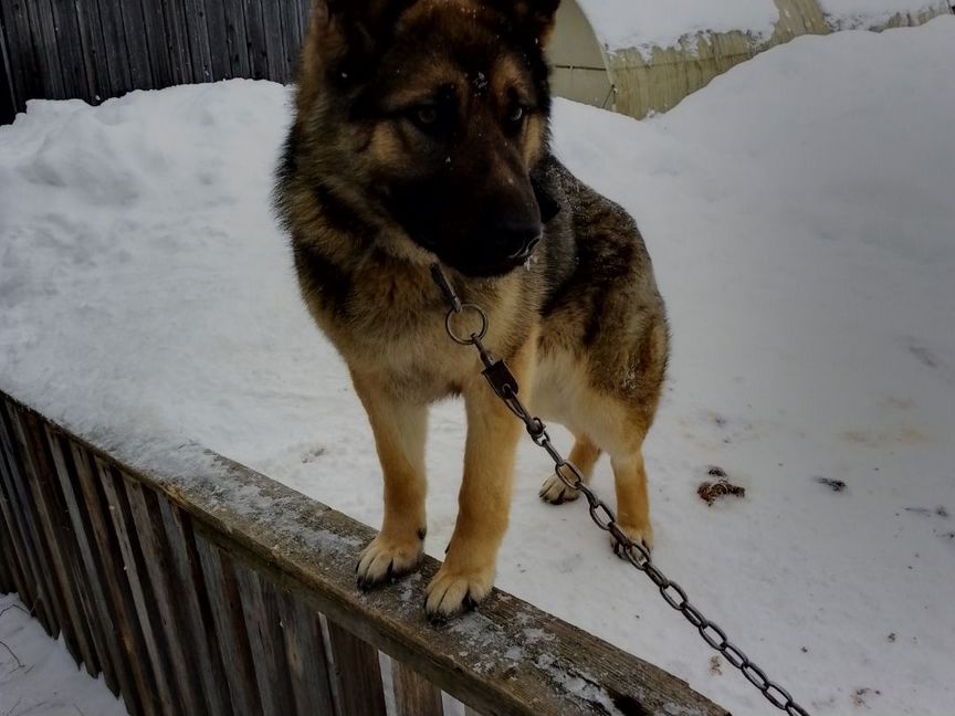 Щенки немецкой овчарки