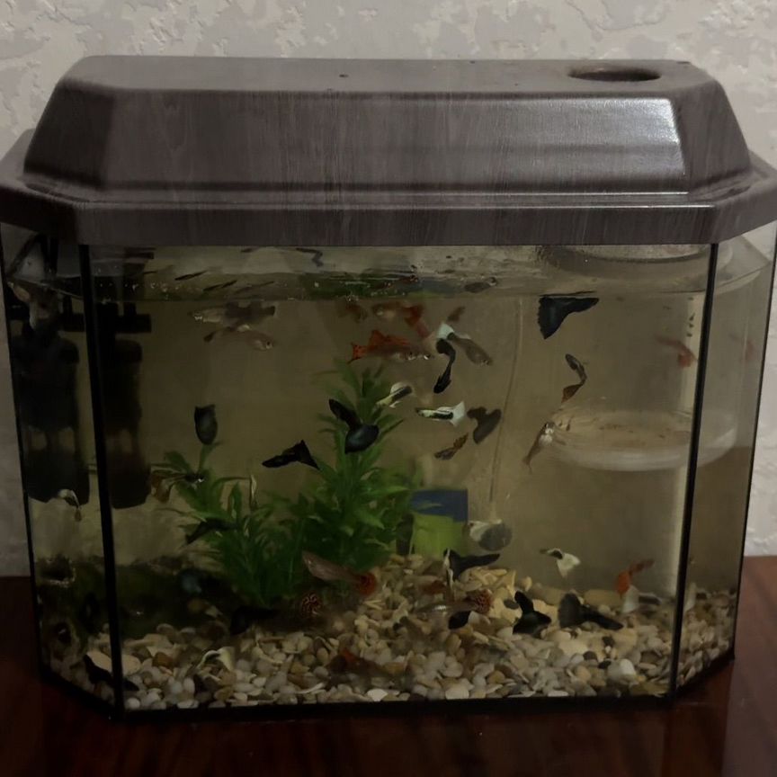 Аквариумные рыбки гуппи чистая линия