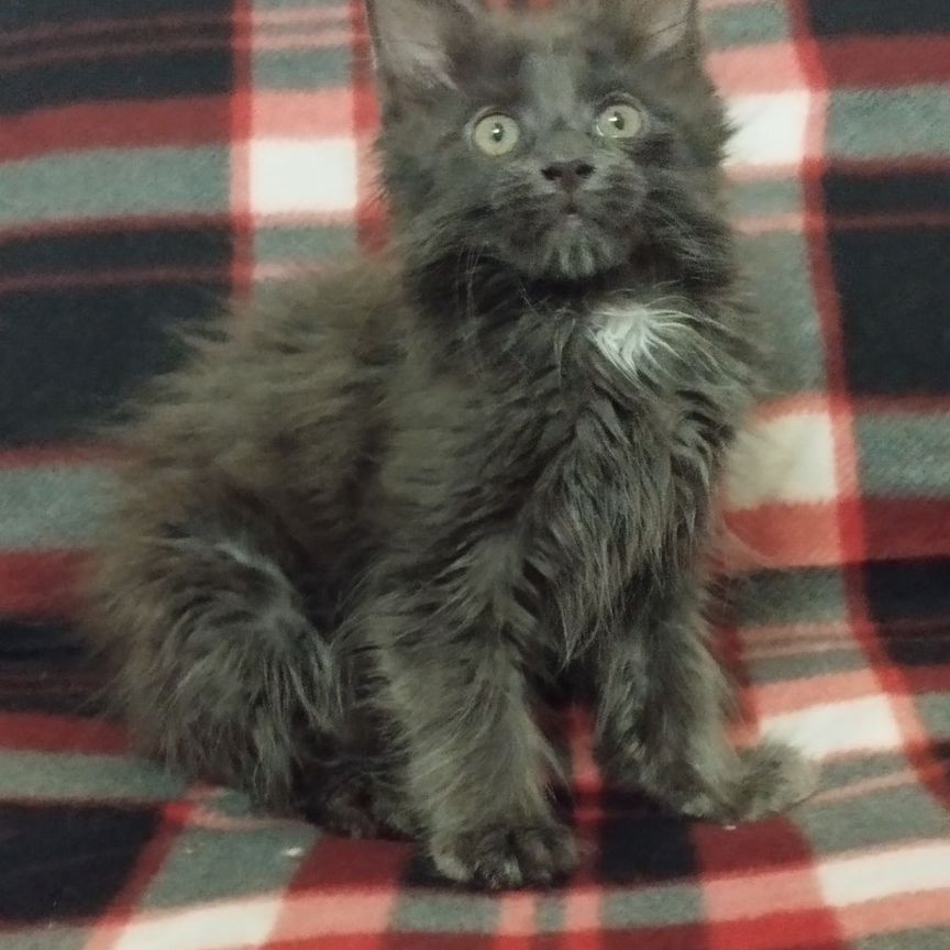 Мейн-кун котёнок