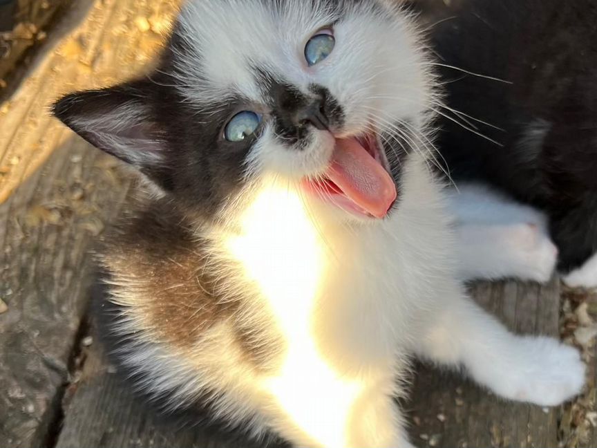 Котята