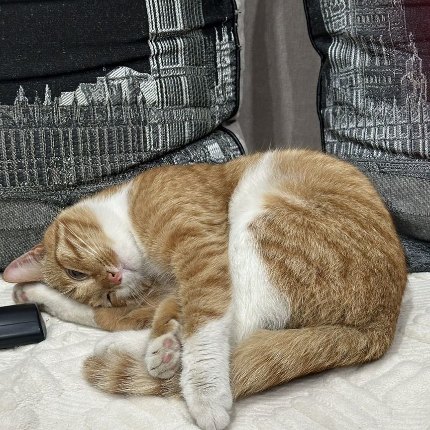 Отдам домашнего кота