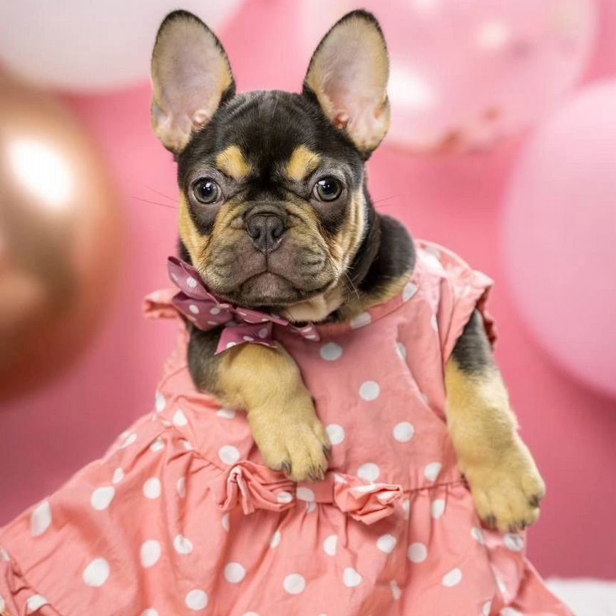 Французский бульдог, щенок