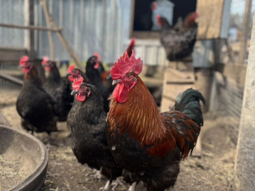 Маран и Люйкенданьцзы, цыпы, ия