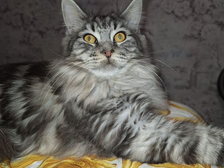 Котята мейн-кун с документами