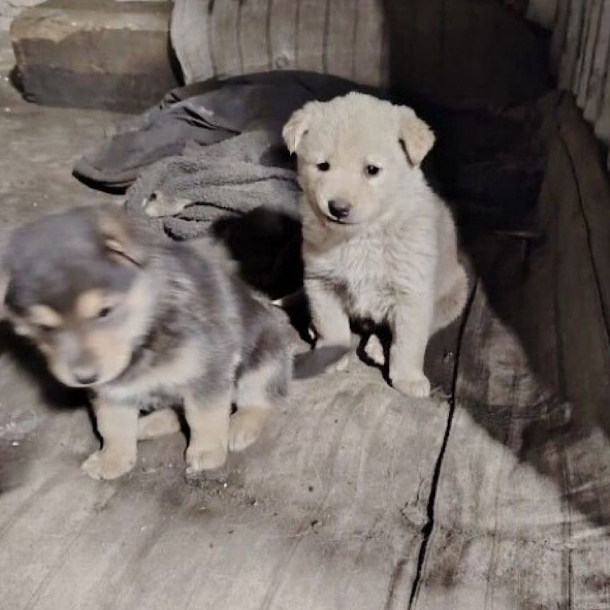 Щенок в добрые руки