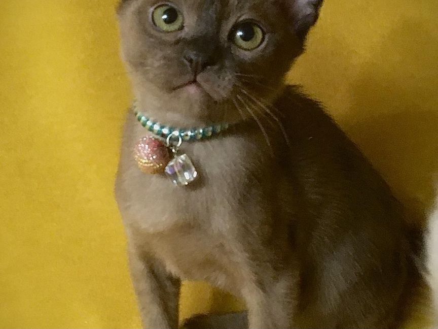 Европейская Бурма - котик