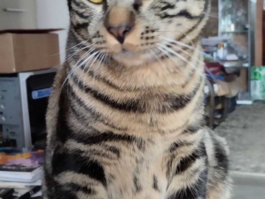 Кот