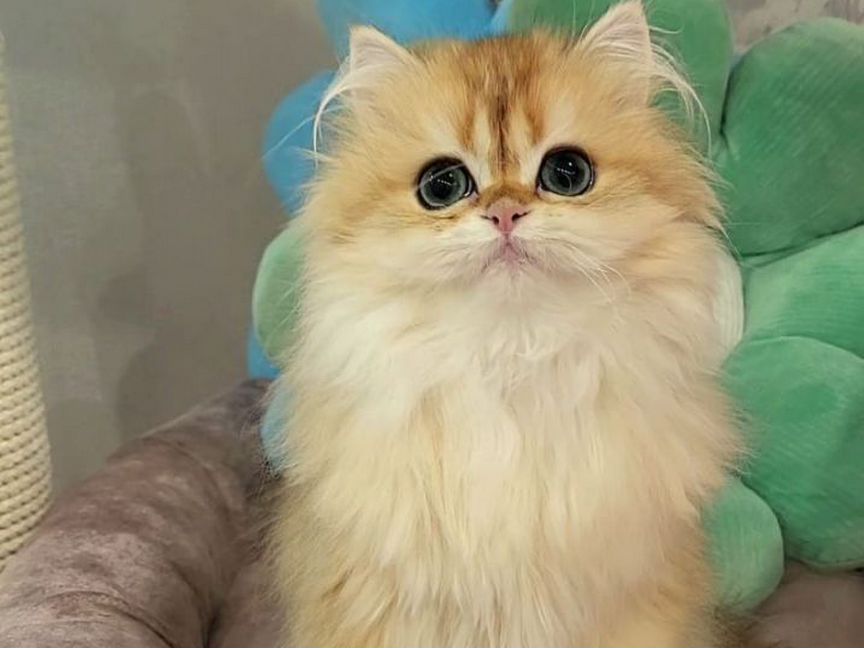 Шотландская золотая шиншилла