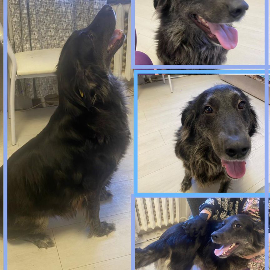 Собака в добрые руки отдам бесплатно