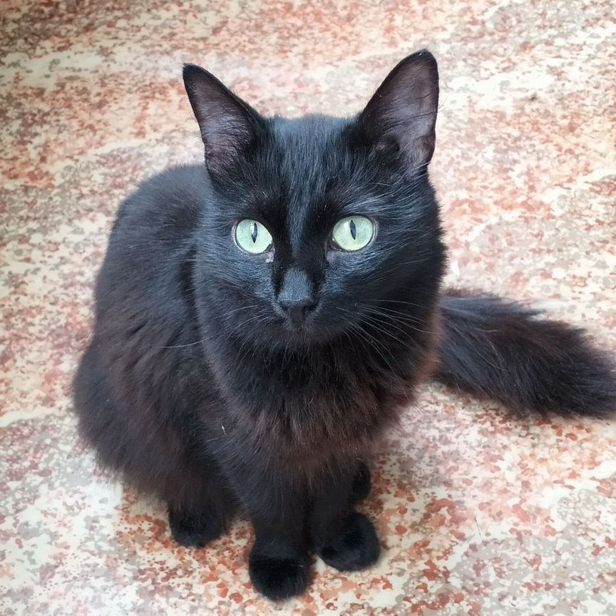 Котёнок мальчик 6 месяцев