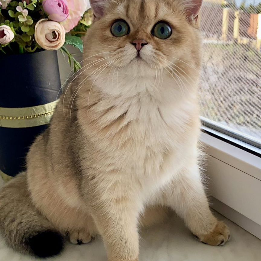 Британские котята