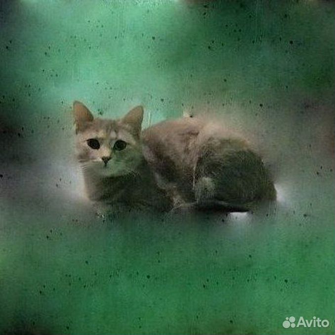 Серебристая красавица Маруся в поиске дома