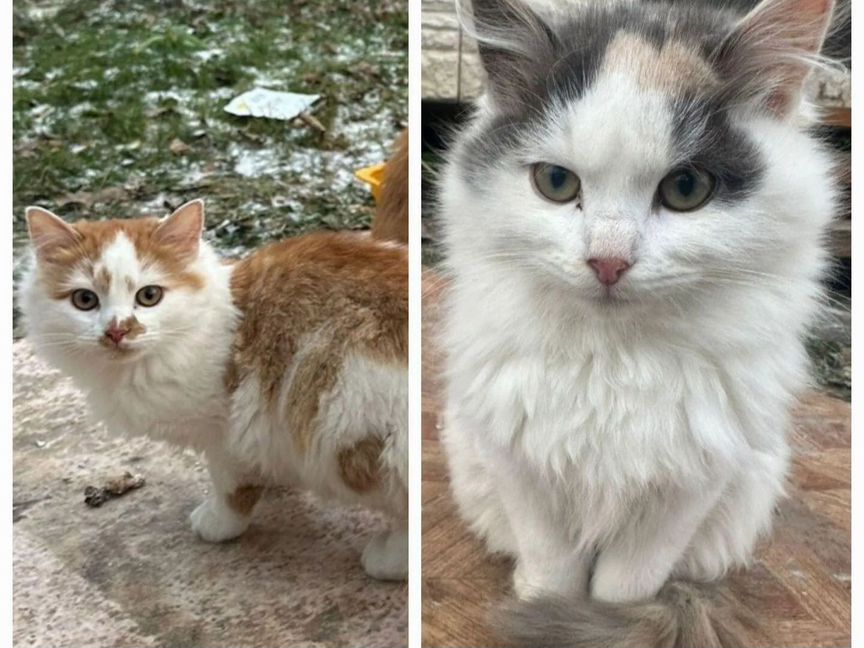 Котята в добрые руки бесплатно