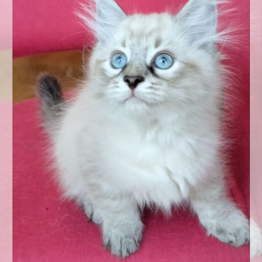Невский маскарадный котёнок