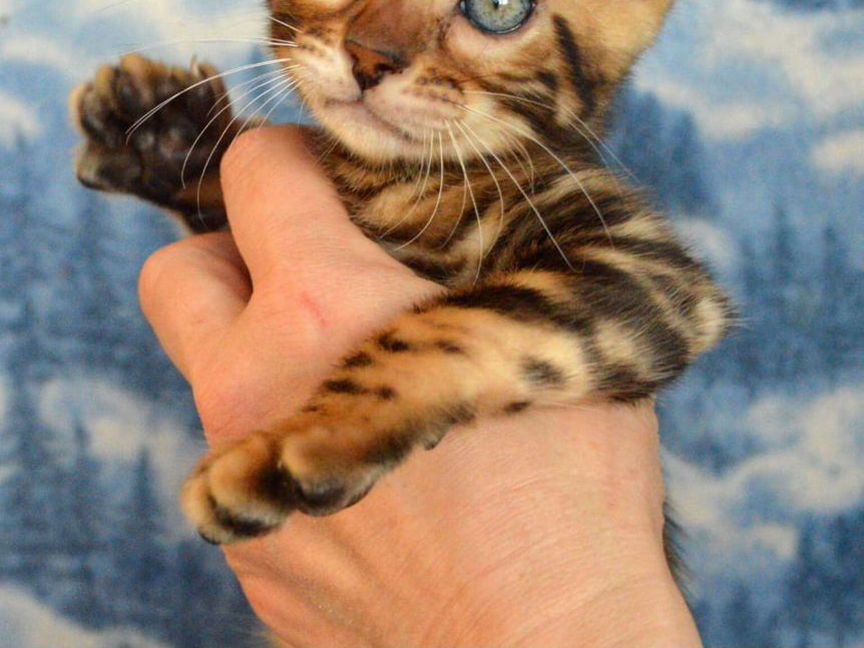 Бенгальские котята из клуба