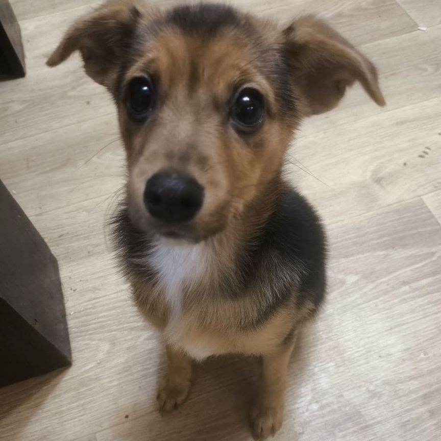 Щенок в добрые руки