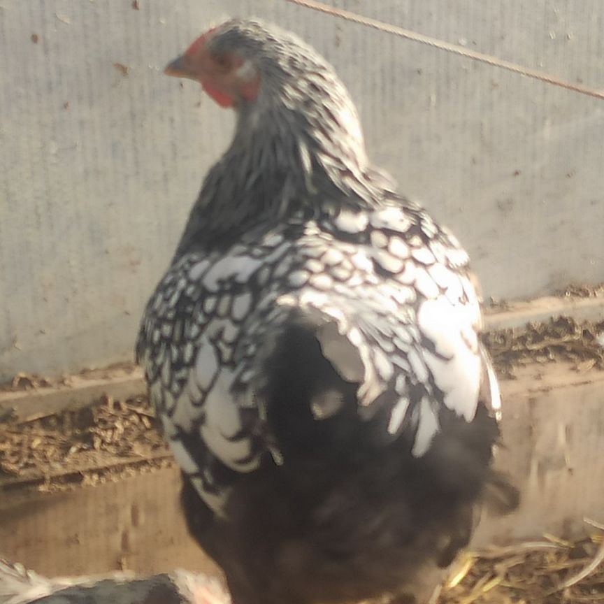 Куры виандот серебро