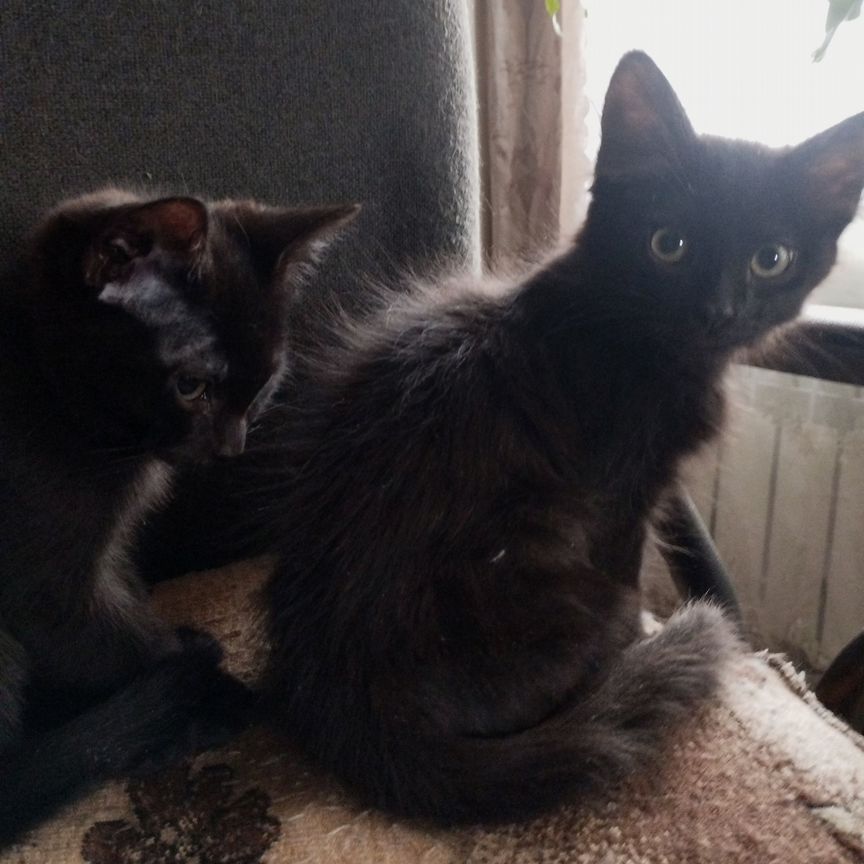 Котята в добрые руки мальчики