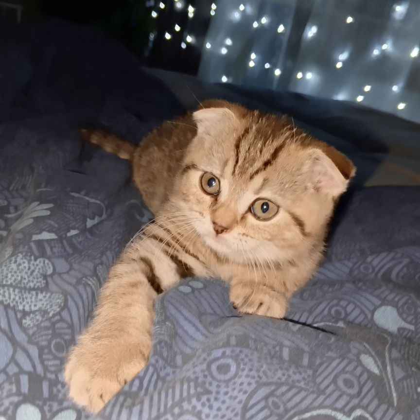 Котенок скотиш фолд