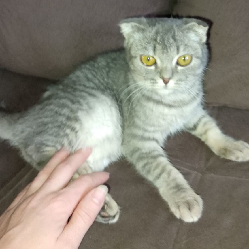 Вислоухая кошка бесплатно