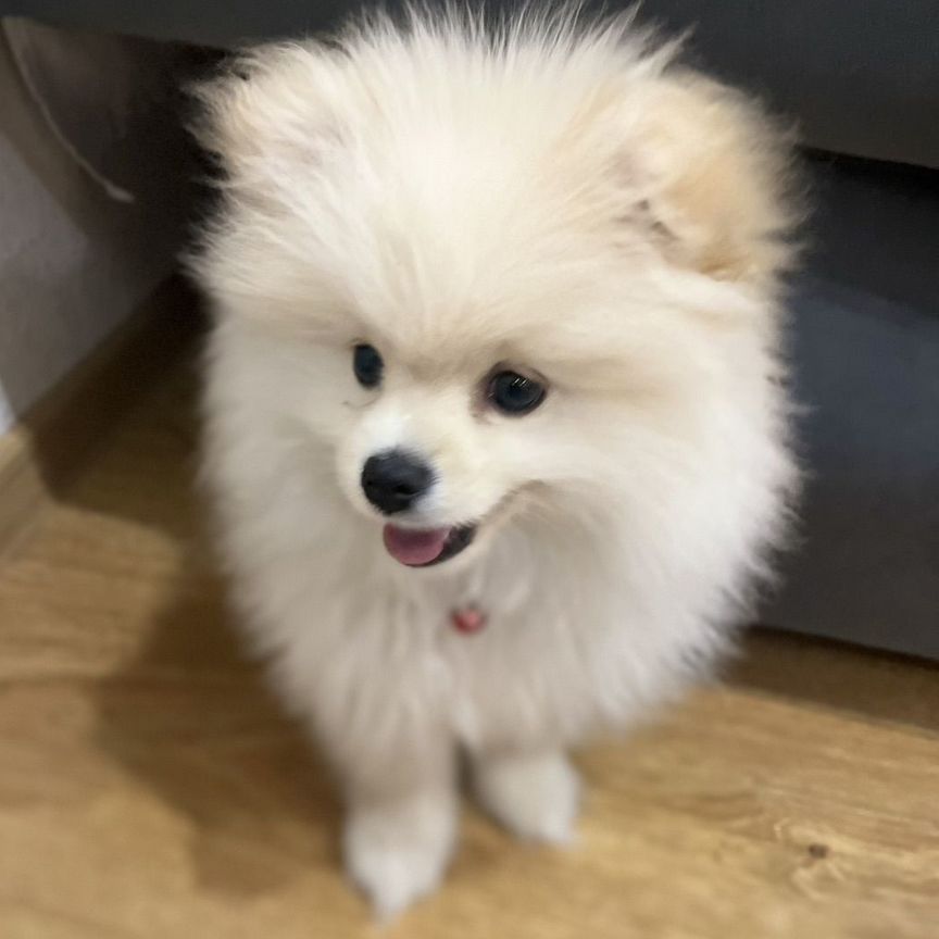 Померанский шпиц, щенок