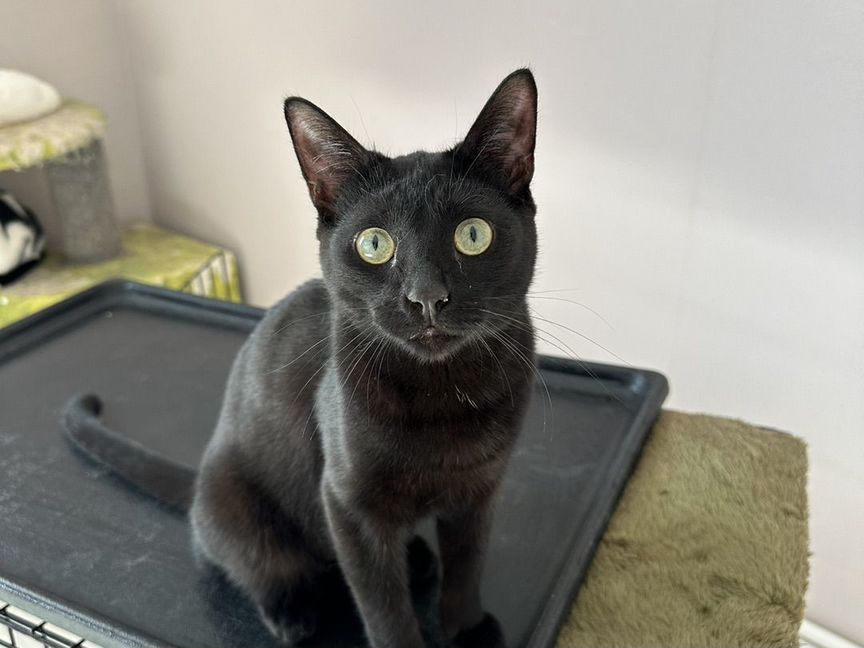 Шикарный котик Черныш ищет дом