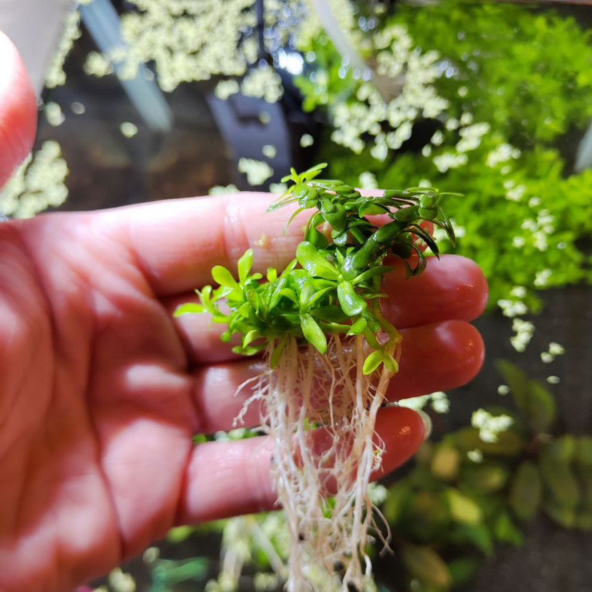 Аквариумное растение Хедиотис