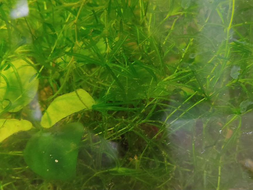 Растение аквариумное