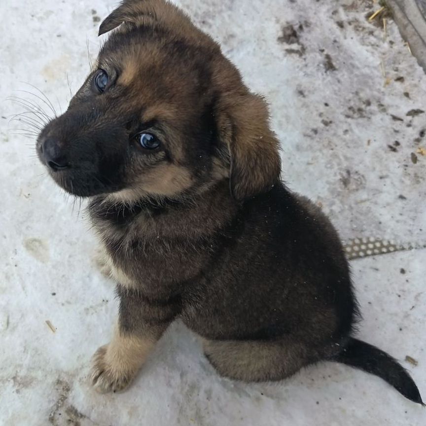 Щенок в добрые руки