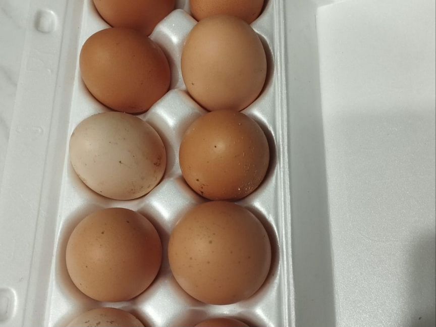 Яйцо куриное инкубационное