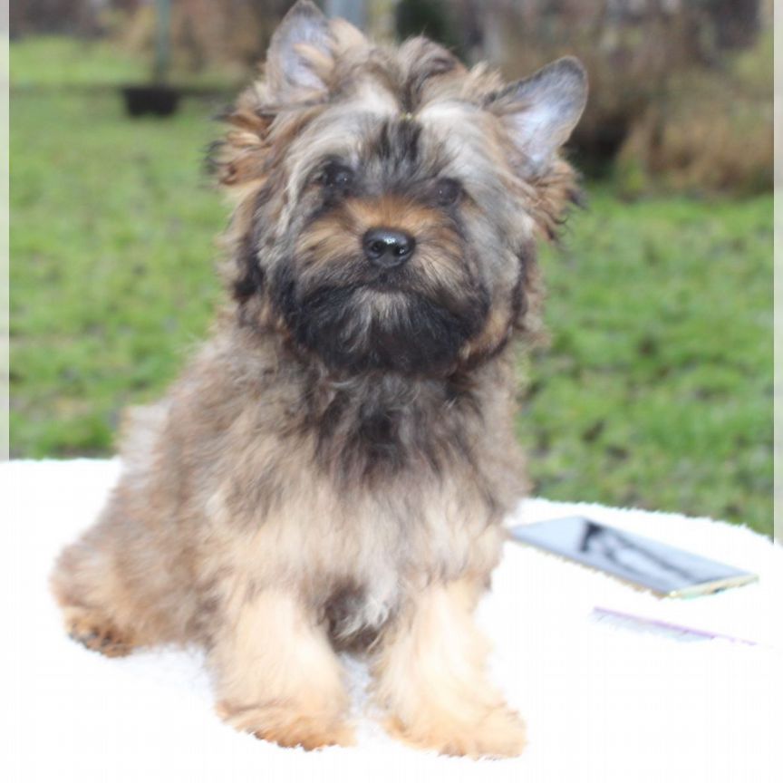 Бивер-йоркширский терьер, щенок