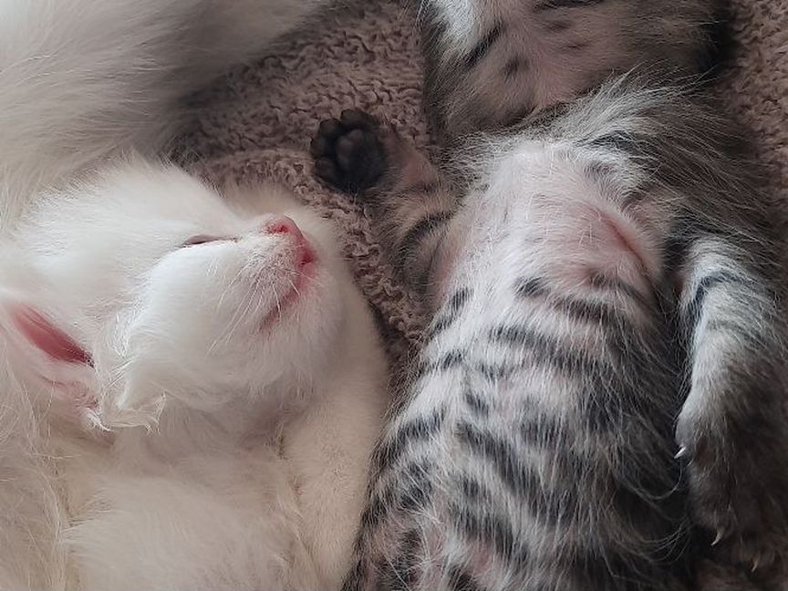 Котята