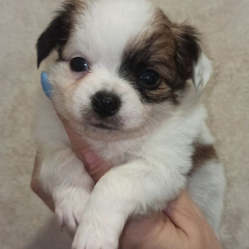 Чихопарень 3х цветный стандарт длинношер