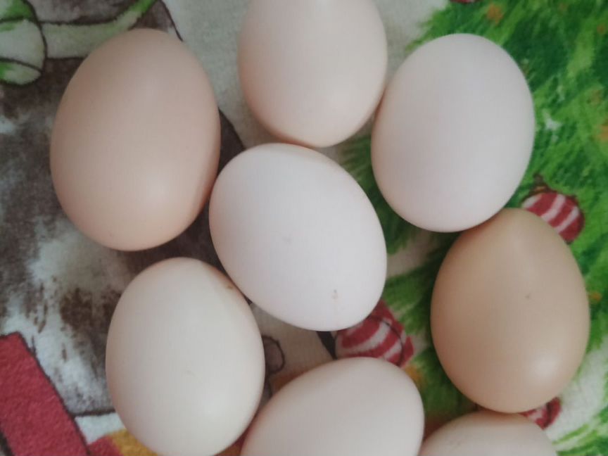 Яйца на инкубацию карликовых кур