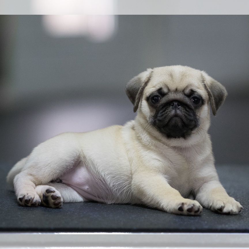 Мопс, щенок