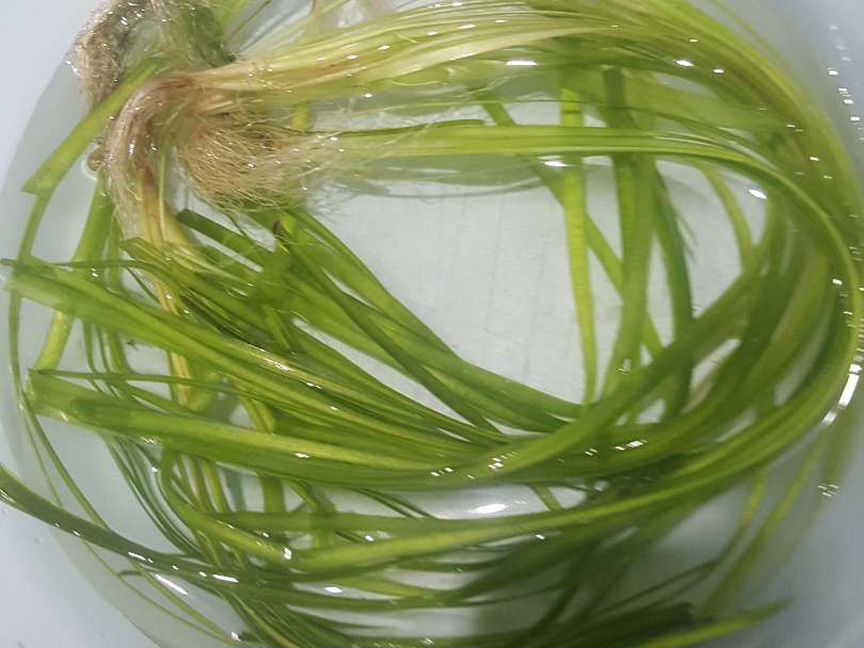 Аквариумные растения, роголистник и др