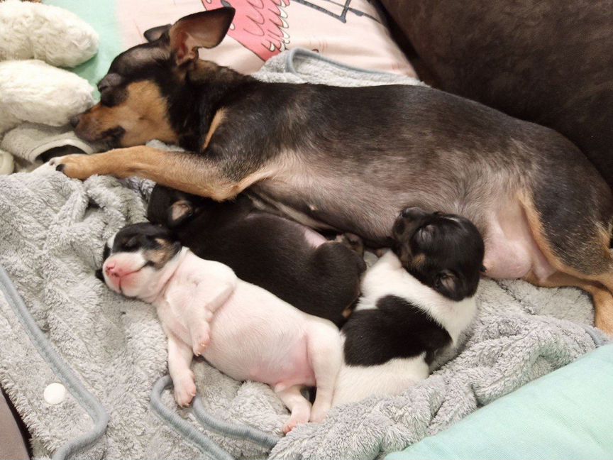 Мини той-терьер