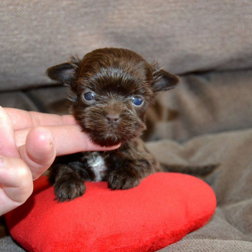 Йоркширский терьер, щенок