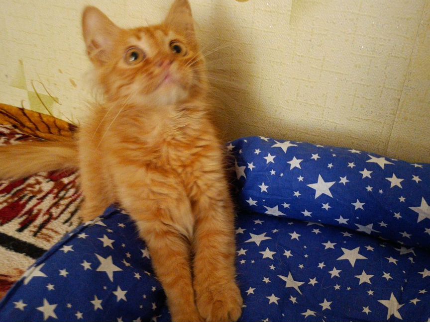 Рыжий котенок