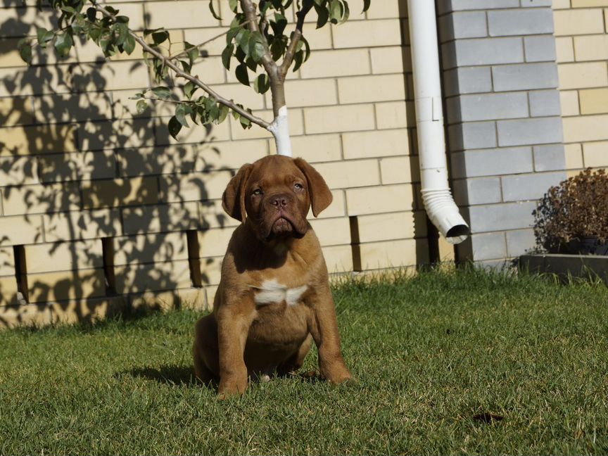 Бордоский дог