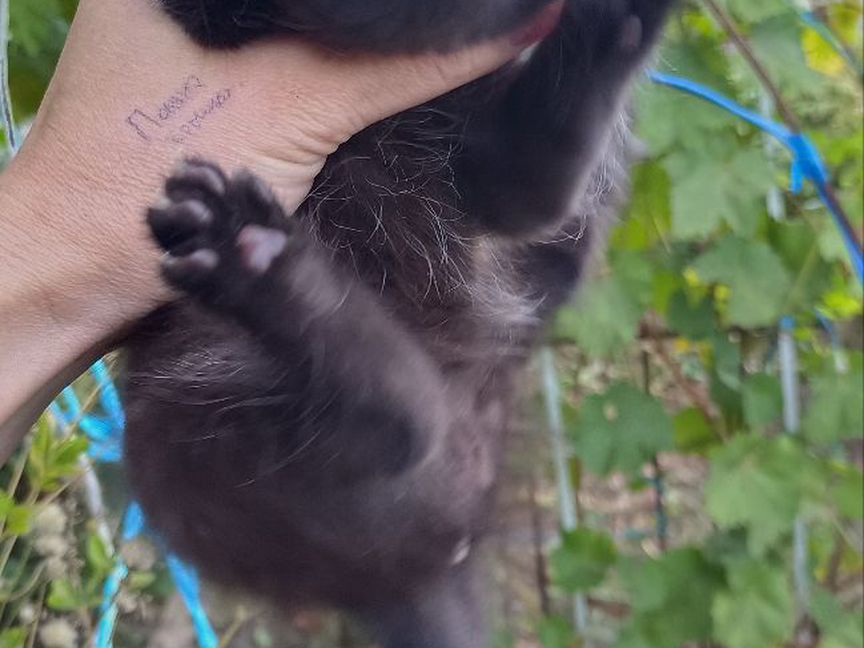 Котята