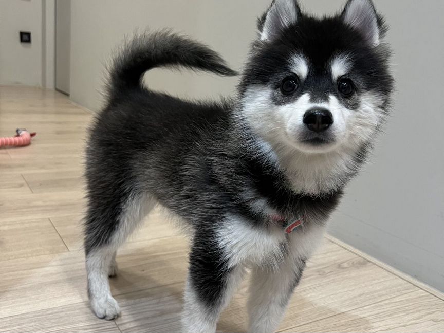 Щенок помски