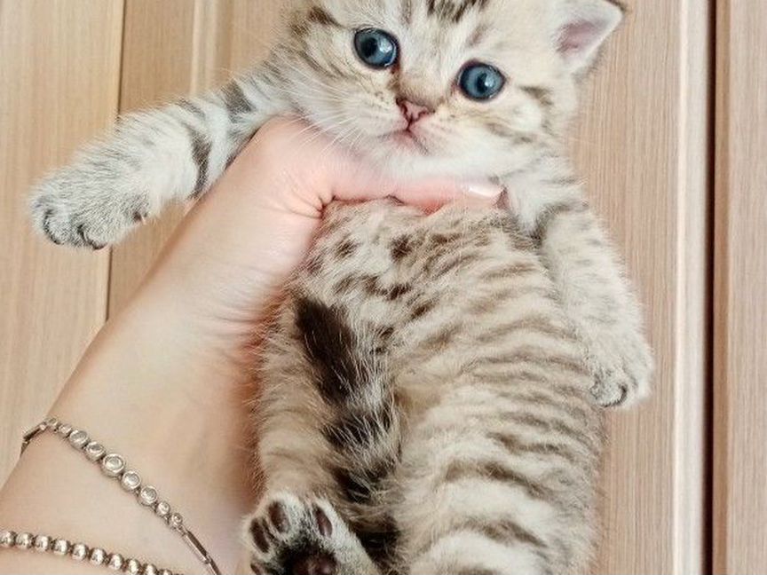Шотландские плюшевые котодетки