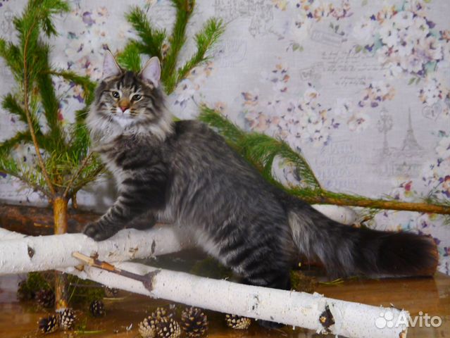 Норвежский лесной котенок