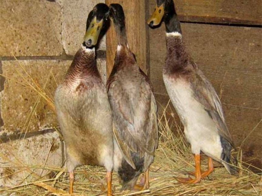 Утки породистые